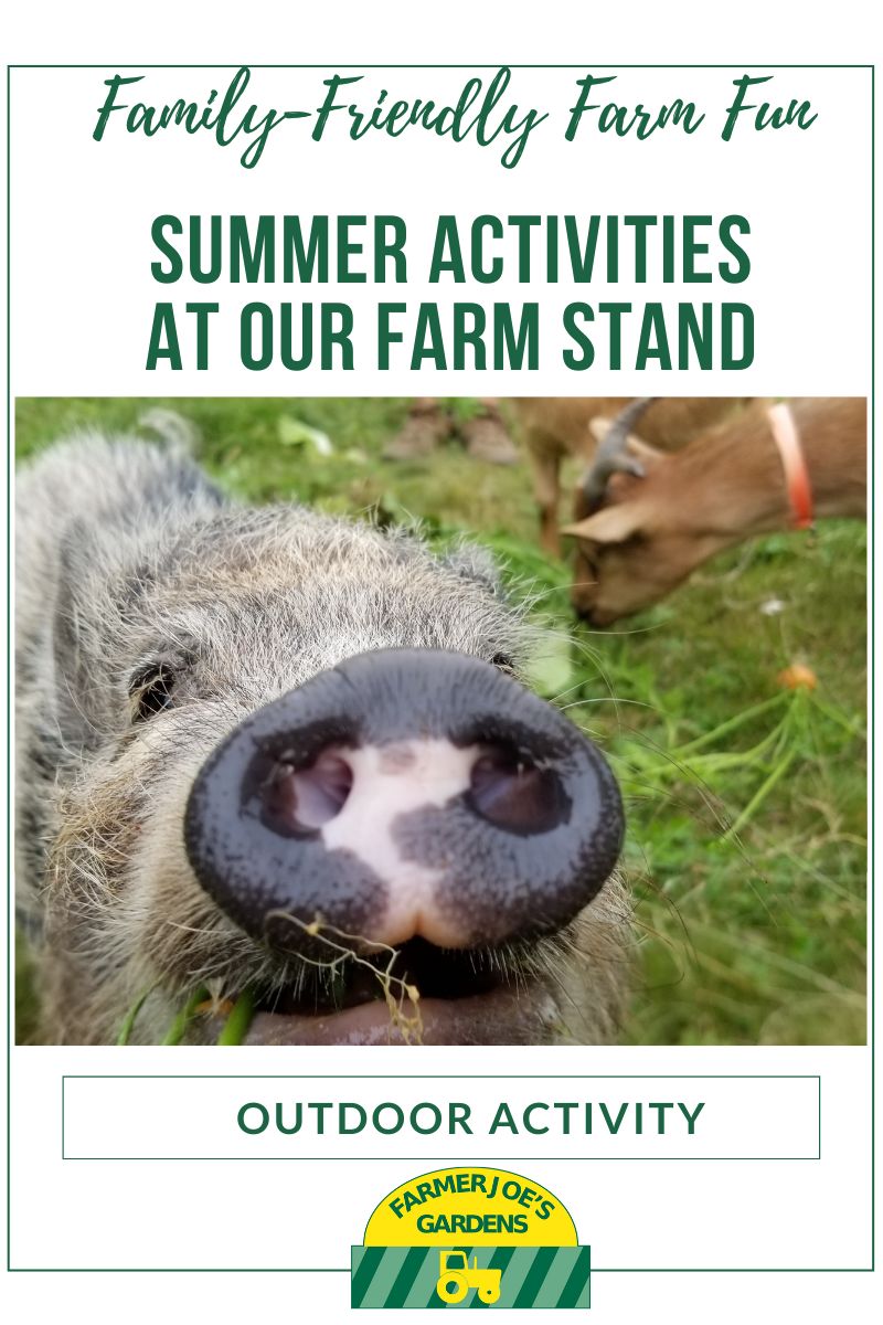 Summer Activities at Our Farm Stand - Farmer Joe's Gardens