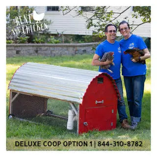 Rent The Chicken - Summer Chicken Rental Service With Support – Farmer ...