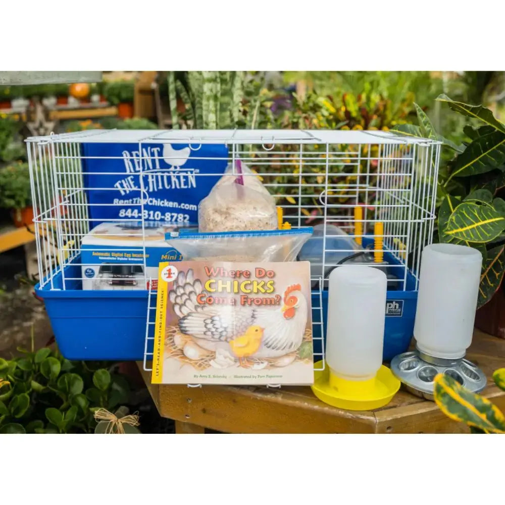Hatch The Chicken Rental Package - 5 Week Chick Hatching Experience ...